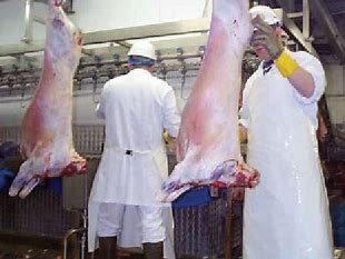 Implementing HACCP in Meat Processing Plants: Ensuring Safety from Farm ...